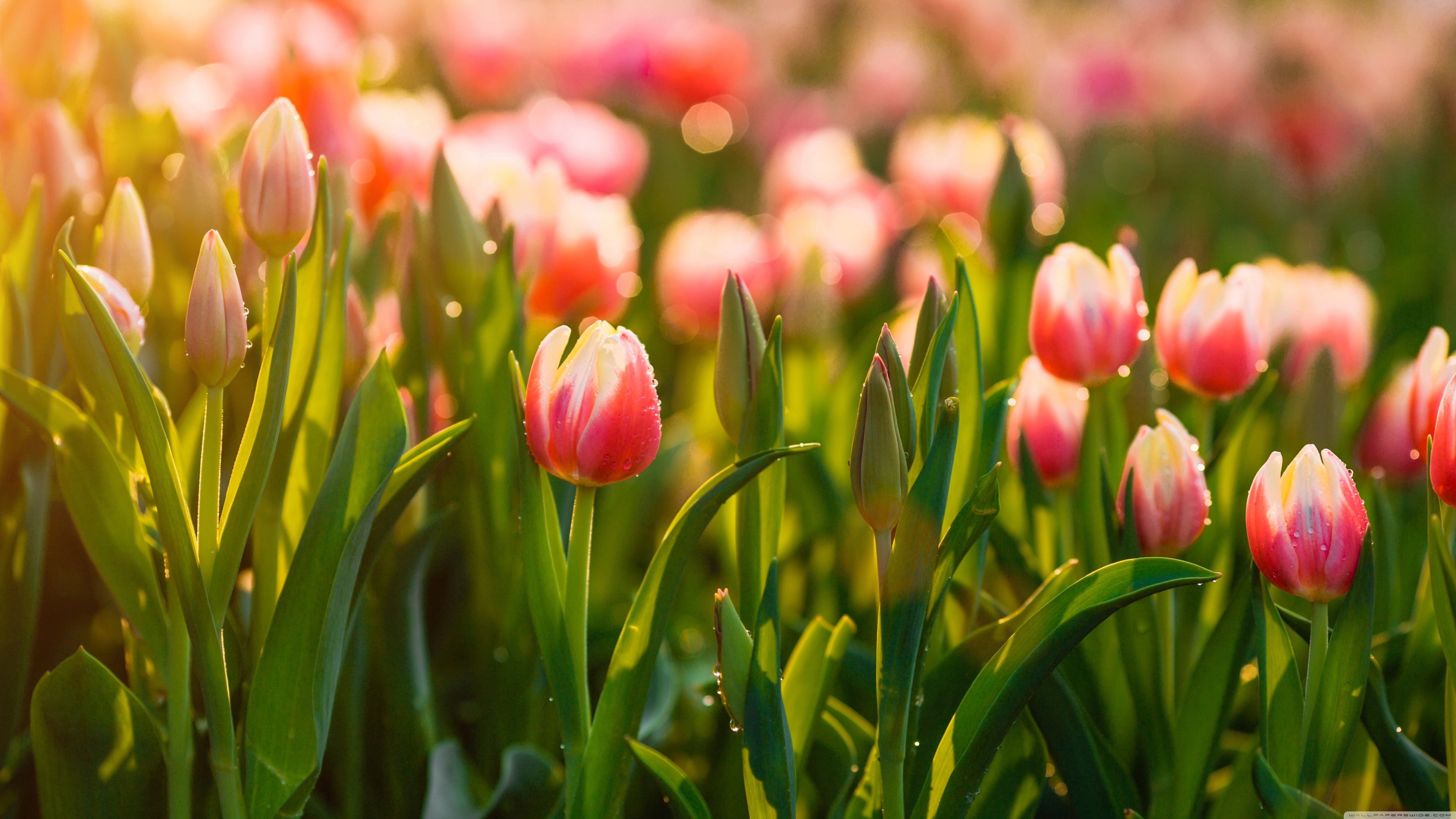 Tulip Desktop Wallpapers - Wallpaper Cave