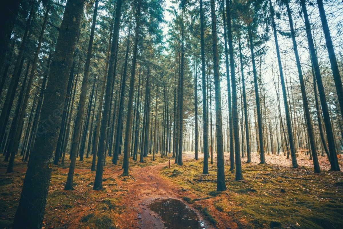 Pine Forest Autumn Wallpapers - Wallpaper Cave
