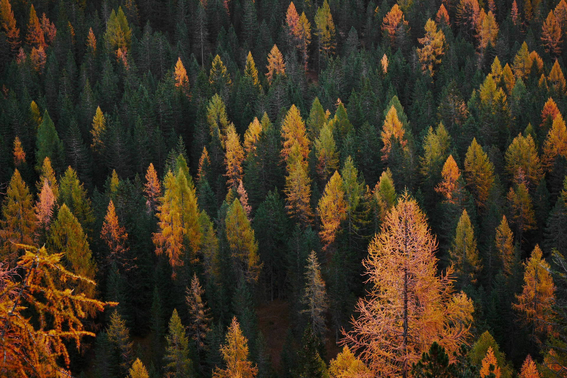 Pine Forest Autumn Wallpapers - Wallpaper Cave