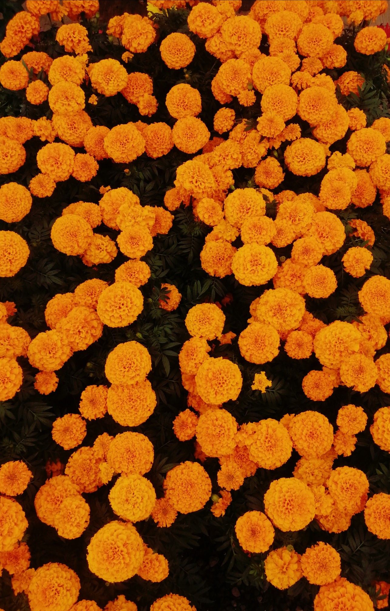 Cempasúchil Wallpapers - Wallpaper Cave