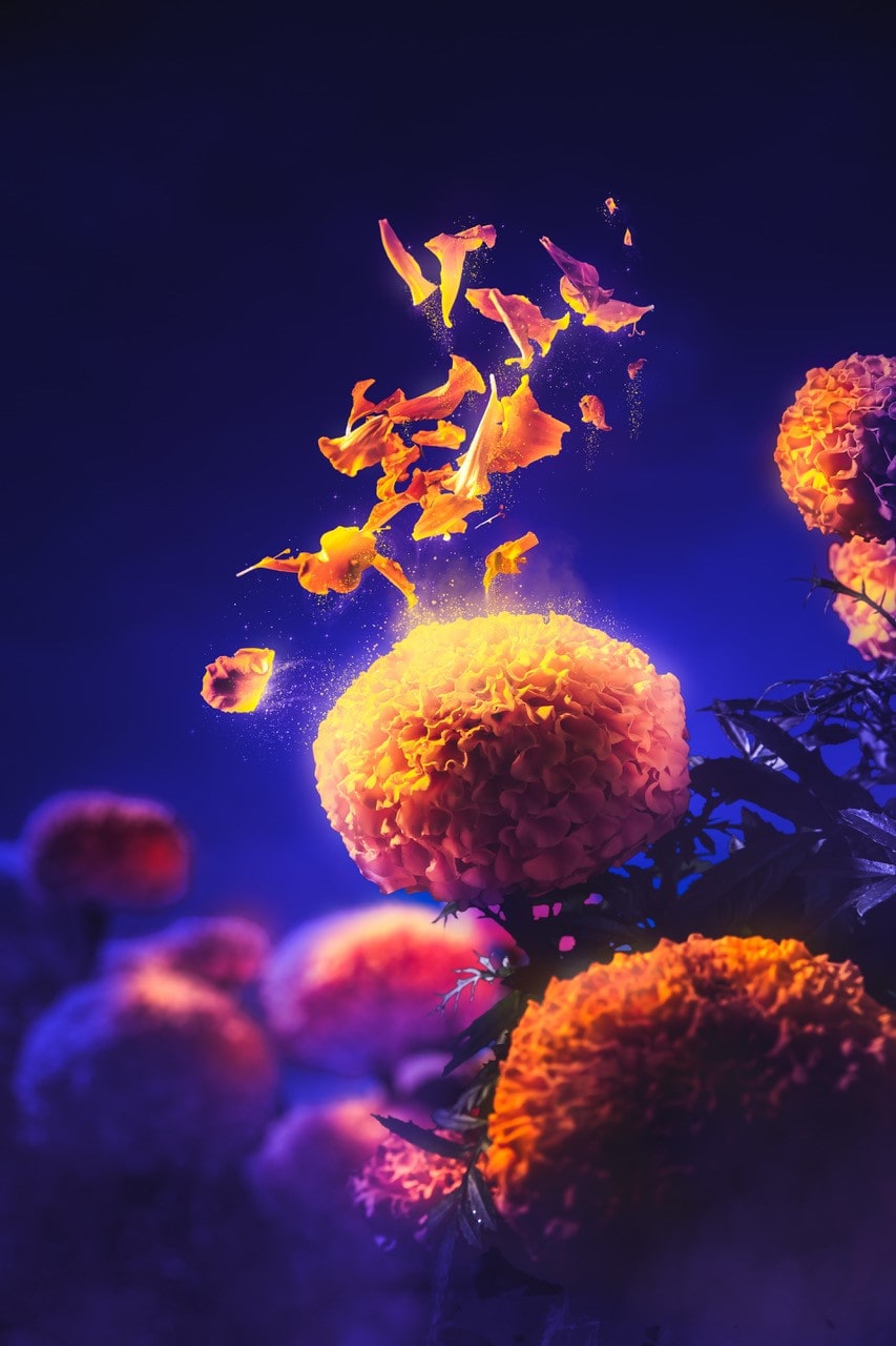 Cempasúchil Wallpapers - Wallpaper Cave