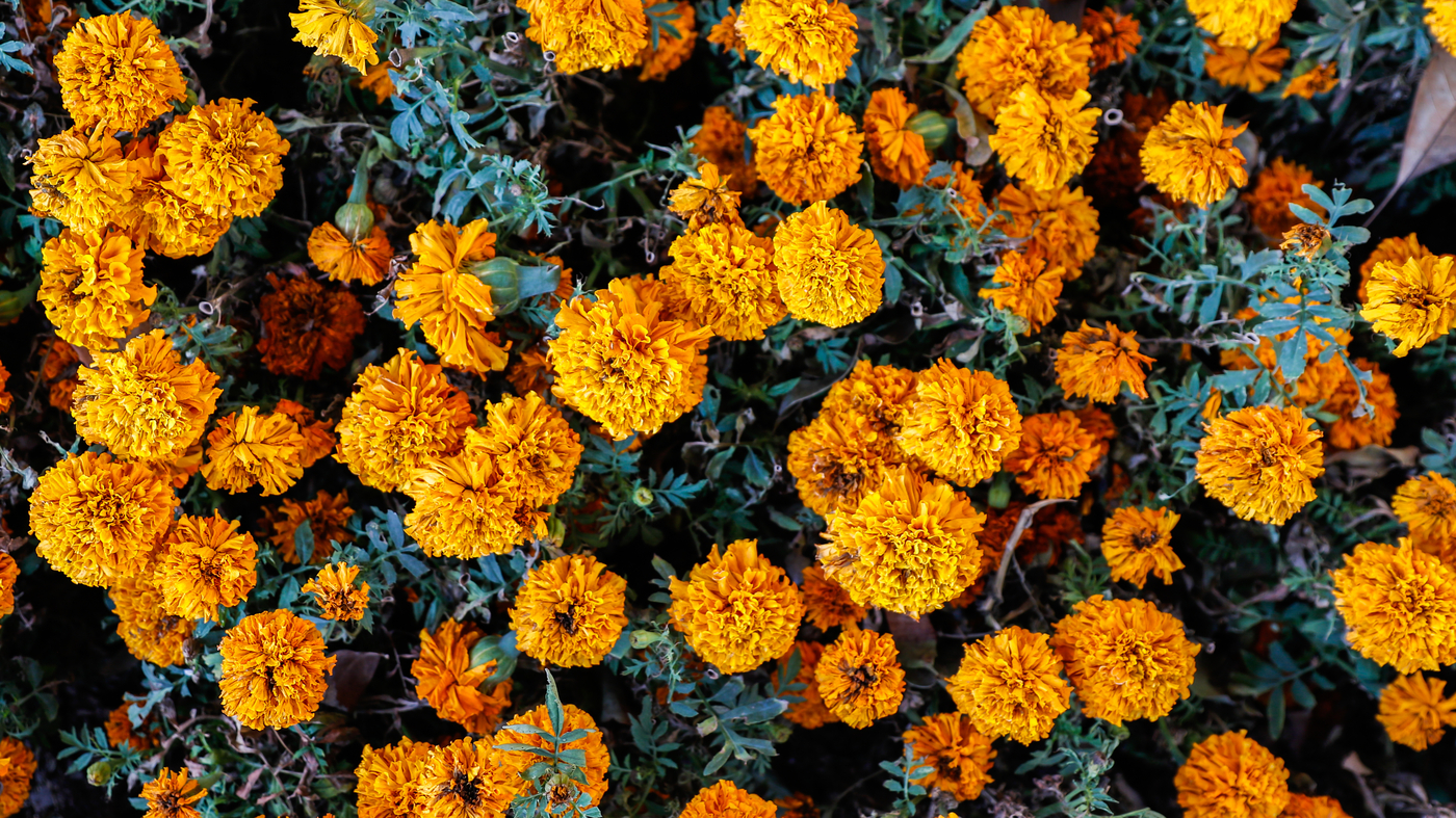 Cempasúchil Wallpapers - Wallpaper Cave