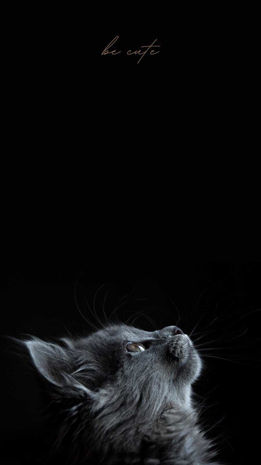 8k Cat Android Wallpapers - Wallpaper Cave
