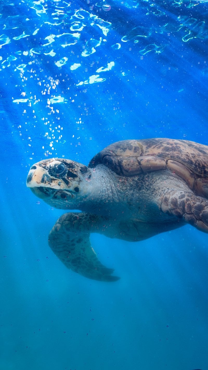 Blue Sea Turtle Wallpapers - Wallpaper Cave