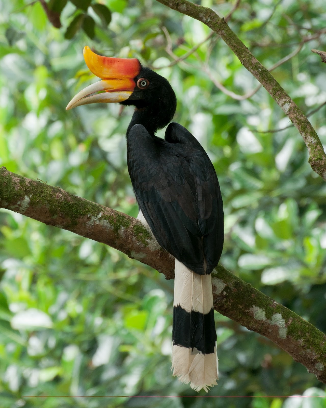 Great Hornbill Wallpapers - Wallpaper Cave
