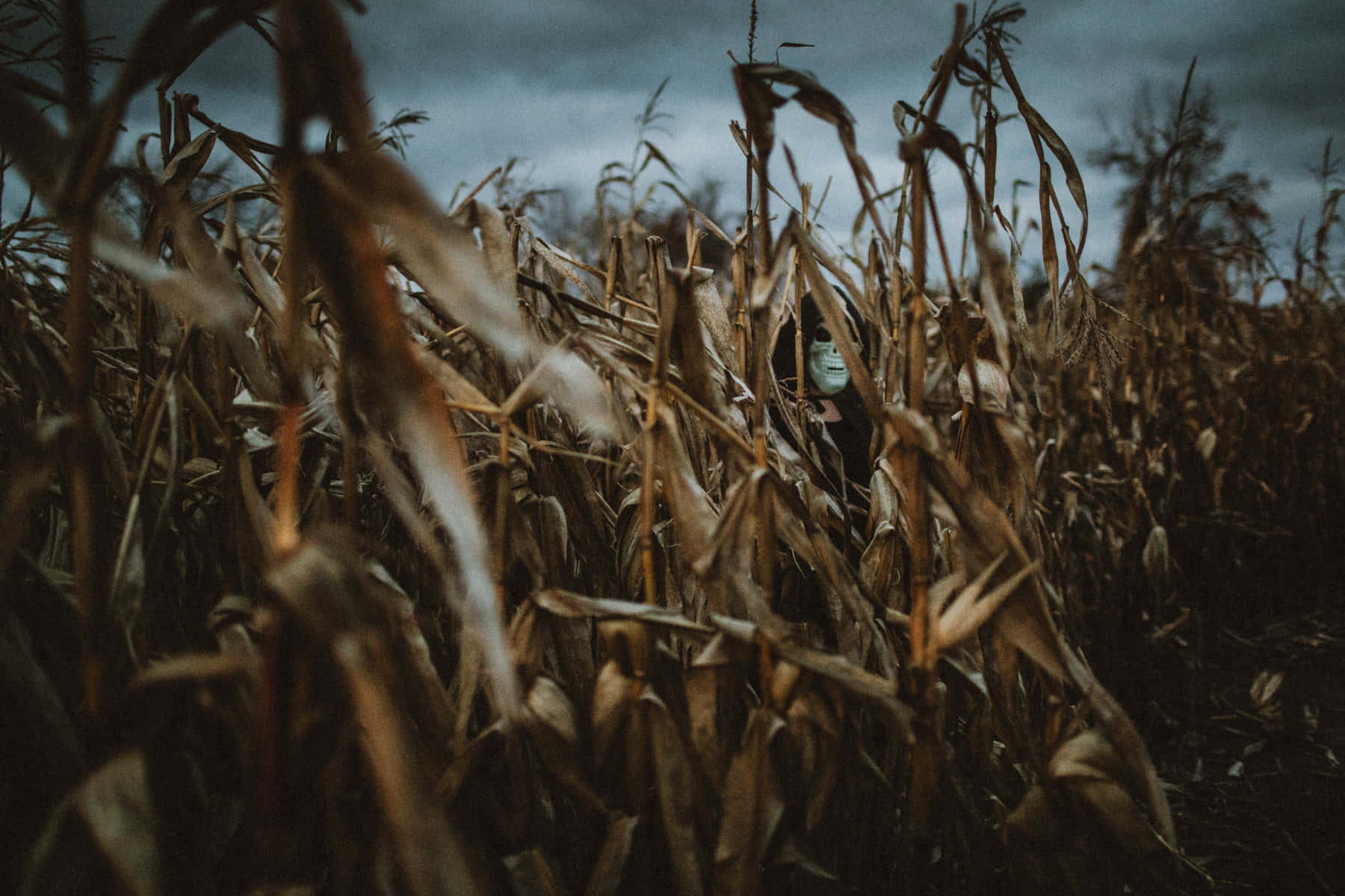 Dark Corn Fields Wallpapers - Wallpaper Cave