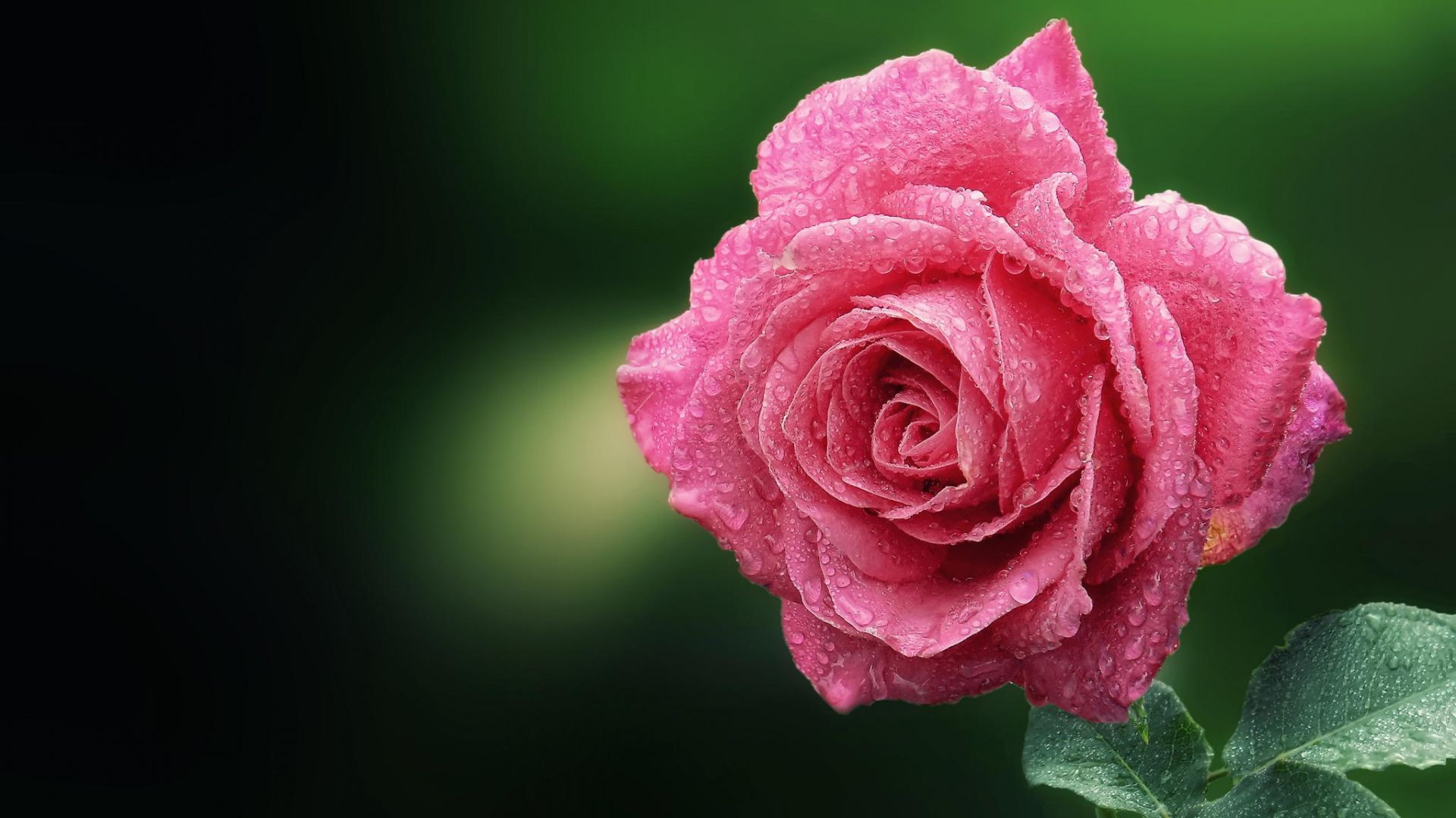 Rose Laptop HD Wallpapers - Wallpaper Cave