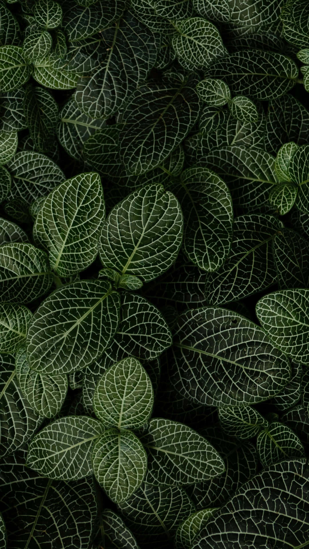 Phone Plant Wallpapers - Wallpaper Cave Phone Plant Wallpapers - Wallpaper Cave