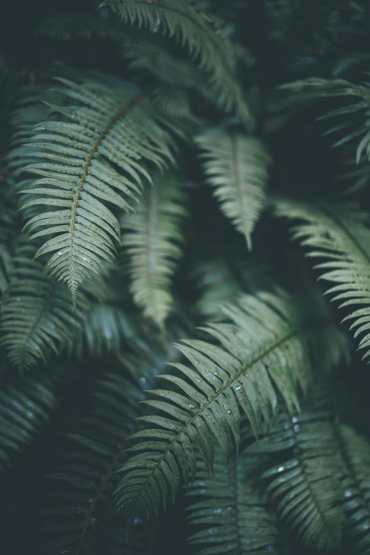 Phone Plant Wallpapers - Wallpaper Cave