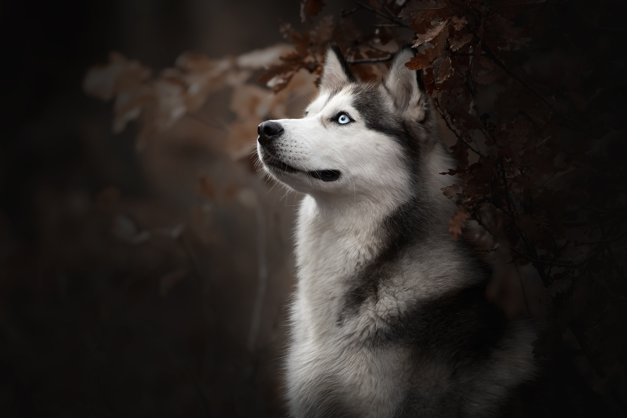 Cute Alaskan Husky Wallpapers - Wallpaper Cave