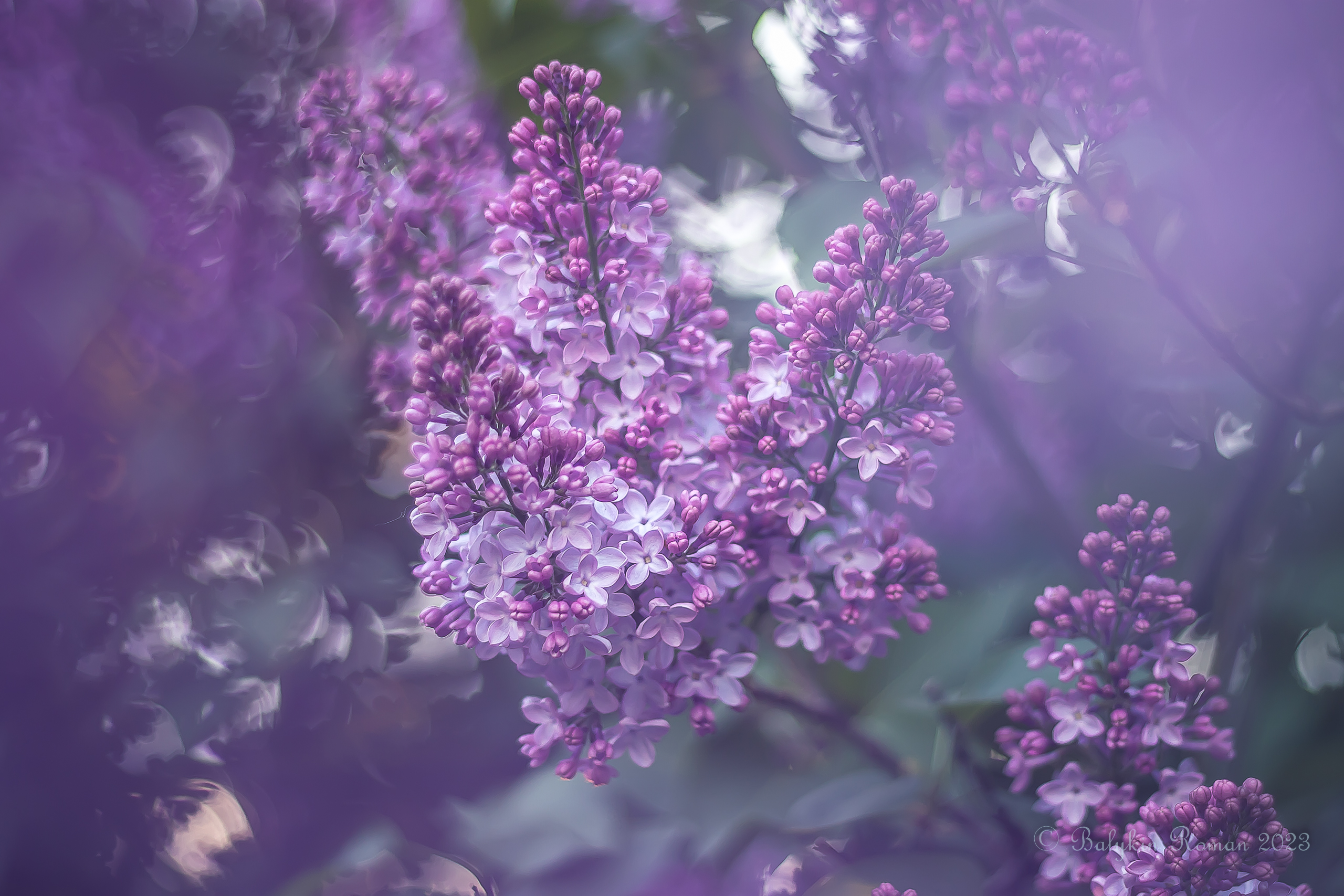 Lilac PC Wallpapers - Wallpaper Cave