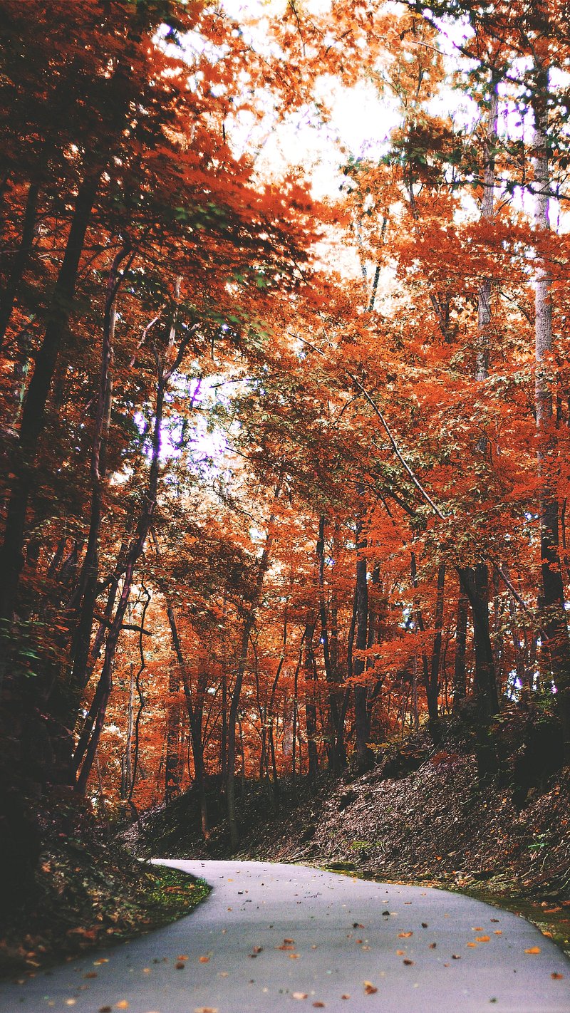 iPhone Forest Autumn Wallpapers - Wallpaper Cave