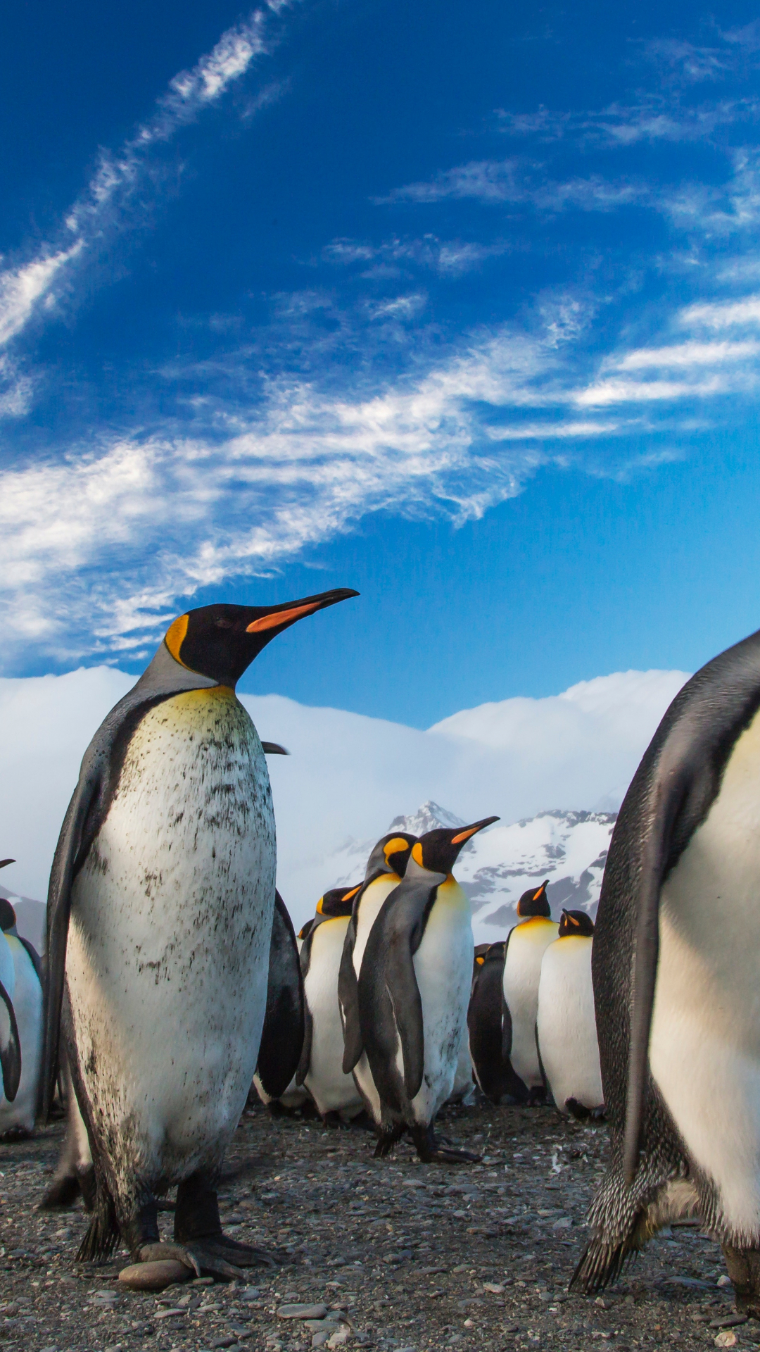 King Penguin Wallpapers - Wallpaper Cave