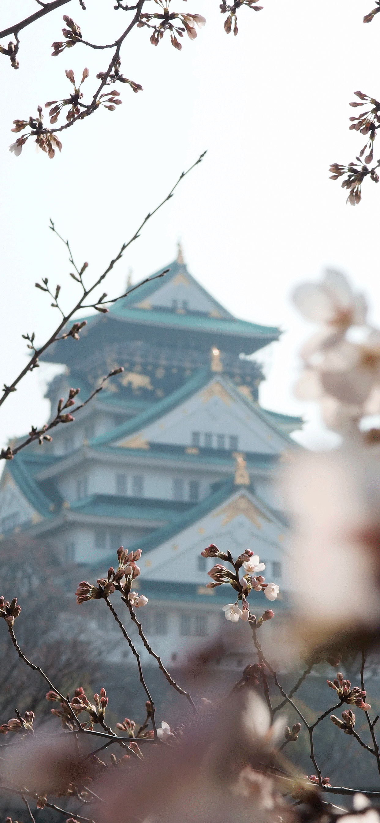 Japan Spring iPhone Wallpapers - Wallpaper Cave