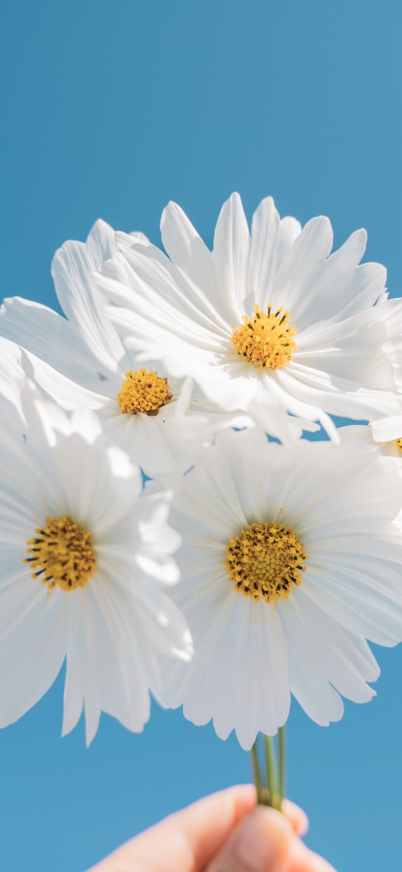 Aesthetic Daisies Wallpapers - Wallpaper Cave