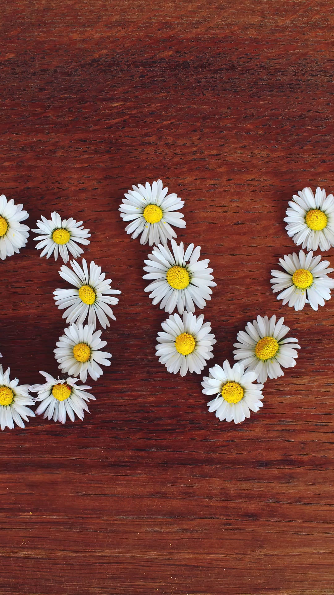 Aesthetic Daisies Wallpapers - Wallpaper Cave