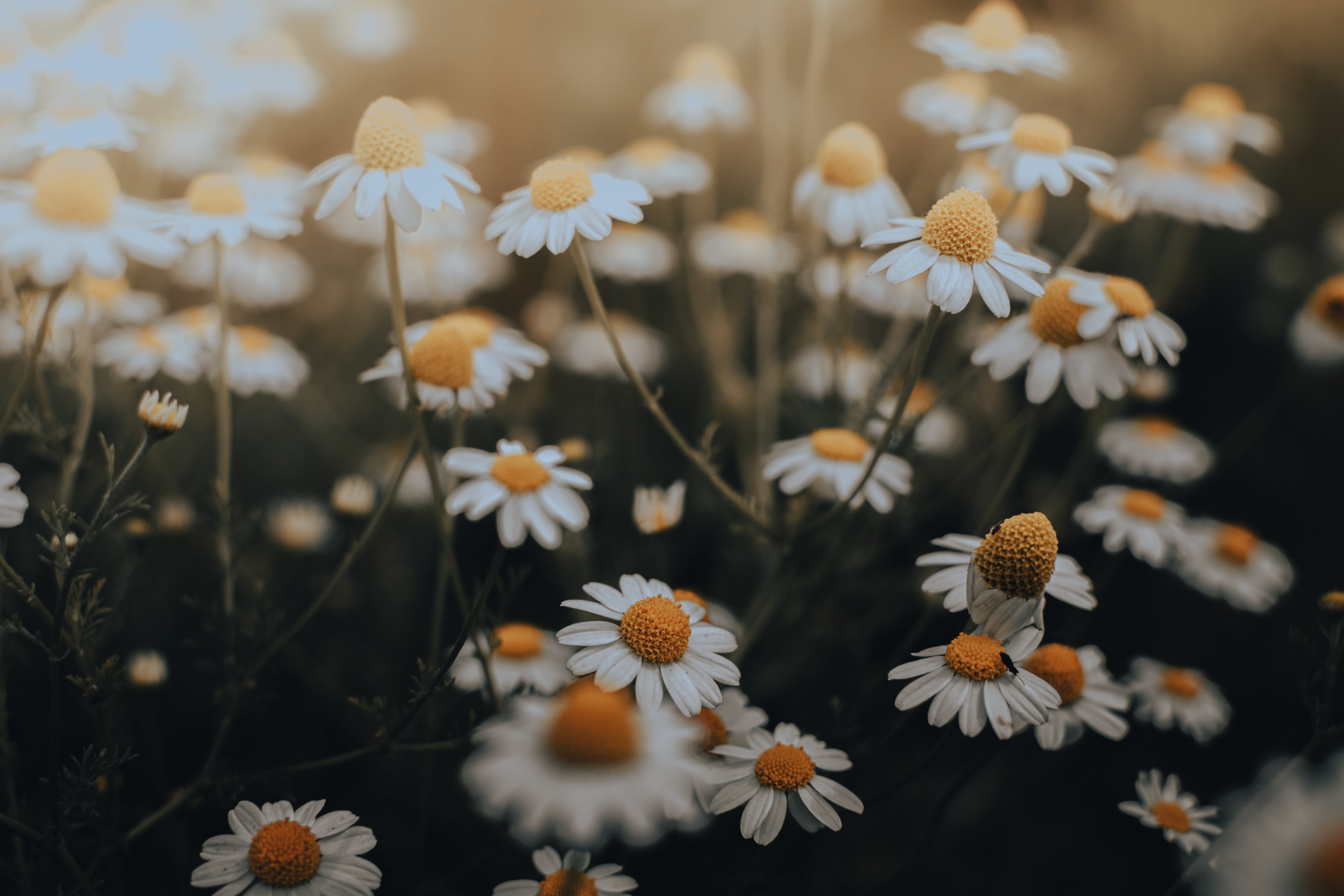 Aesthetic Daisies Wallpapers - Wallpaper Cave