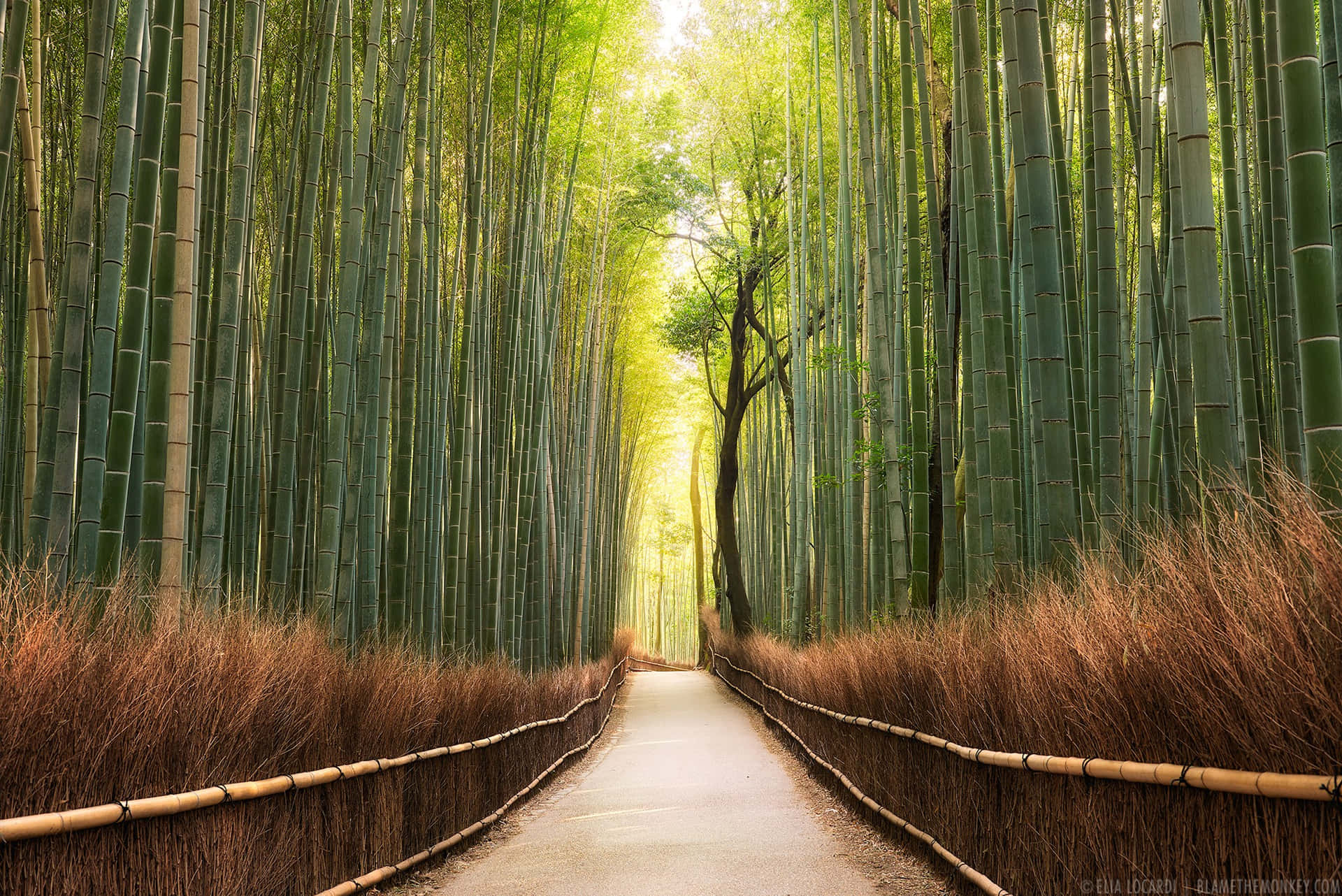 Japanese Bamboo Wallpapers - Wallpaper Cave