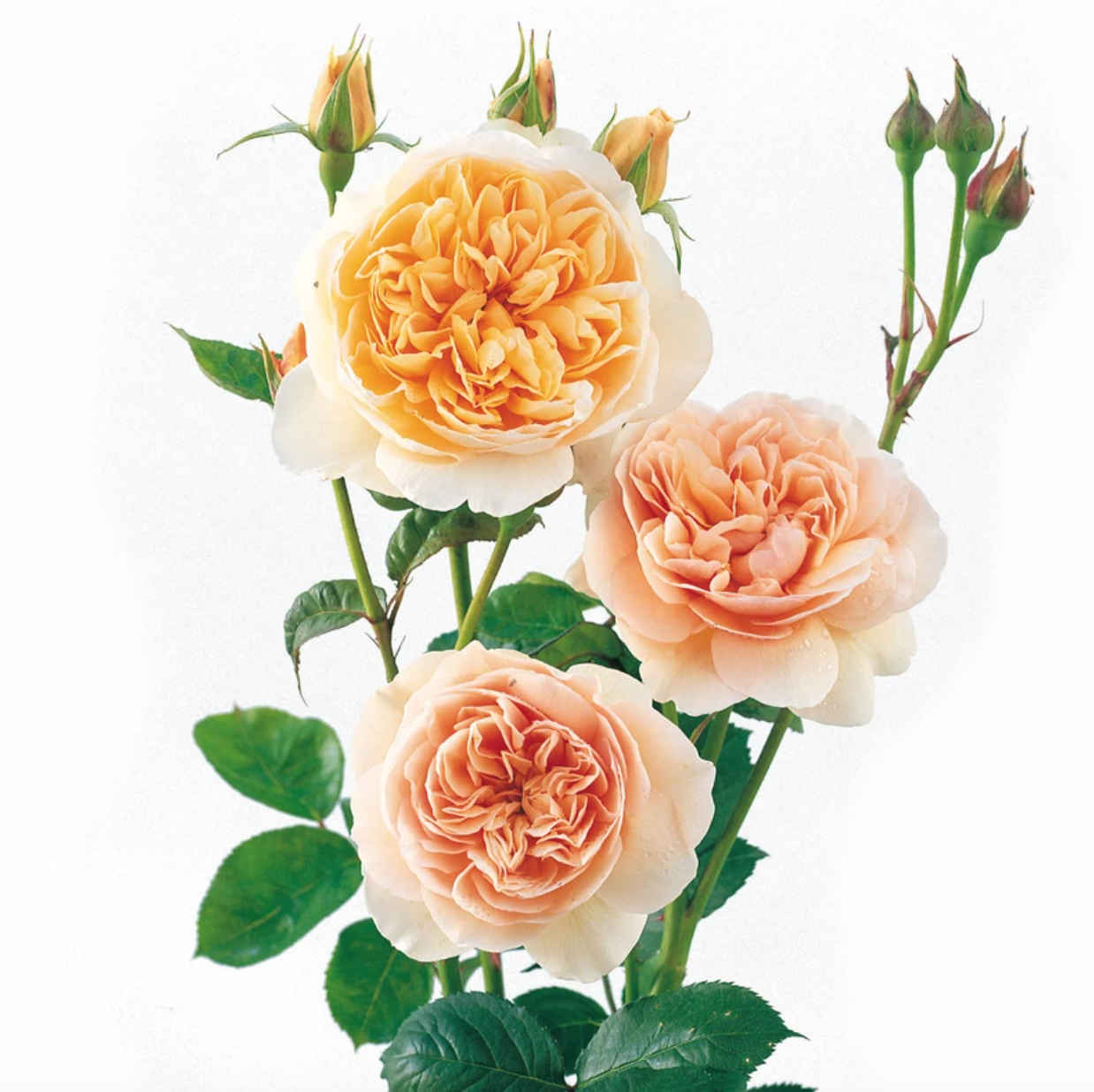 Juliet Rose Wallpapers - Wallpaper Cave