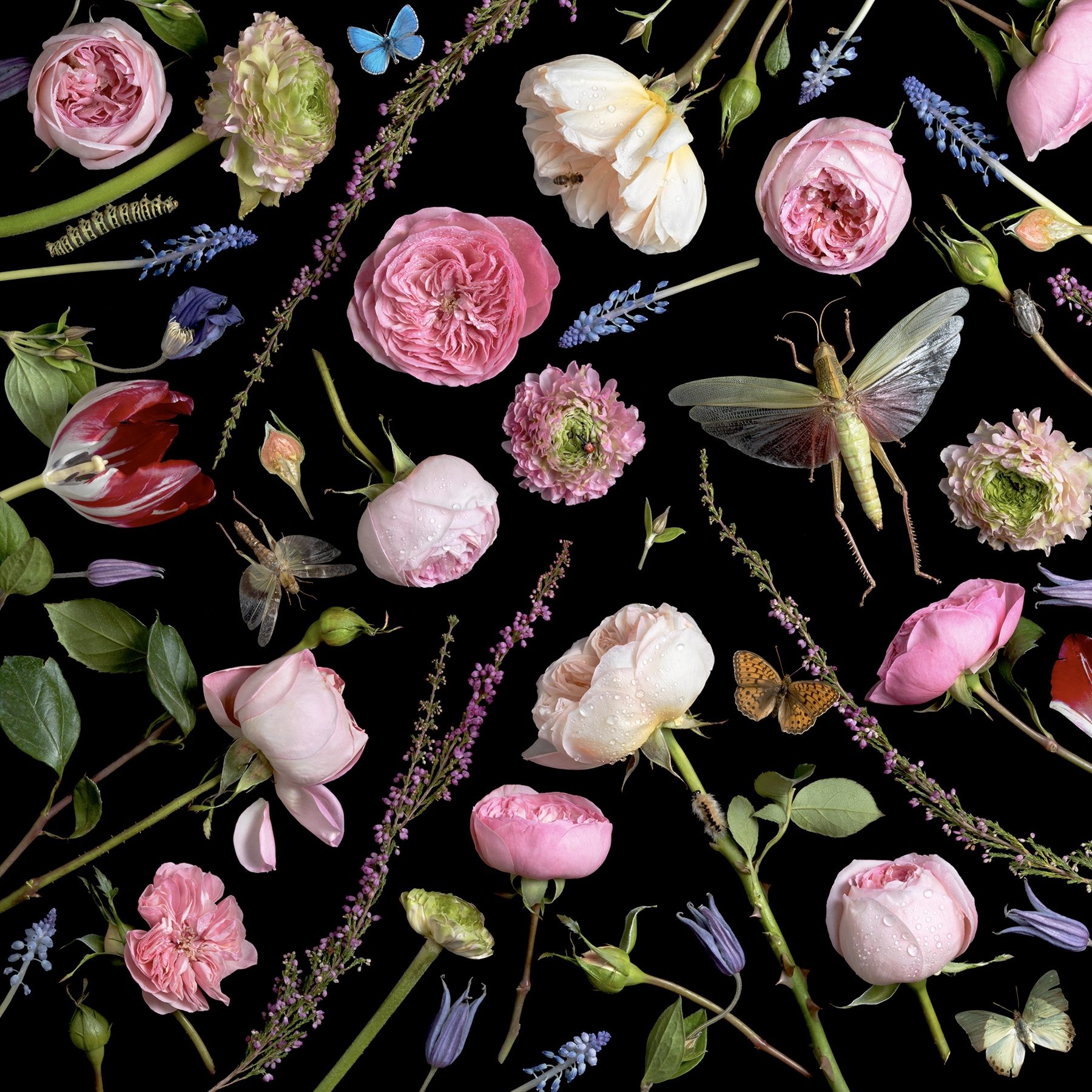 Juliet Rose Wallpapers - Wallpaper Cave