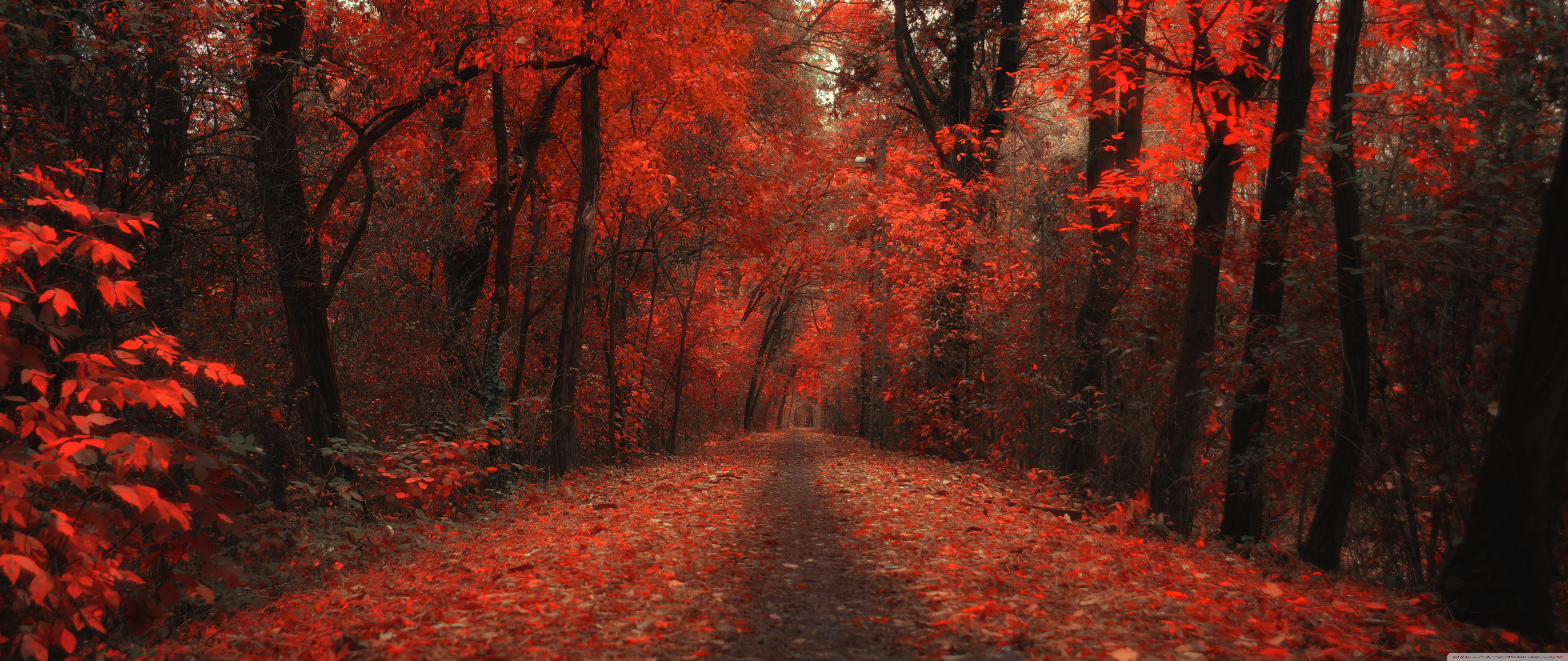 Red Autumn Wallpaper Widescreen