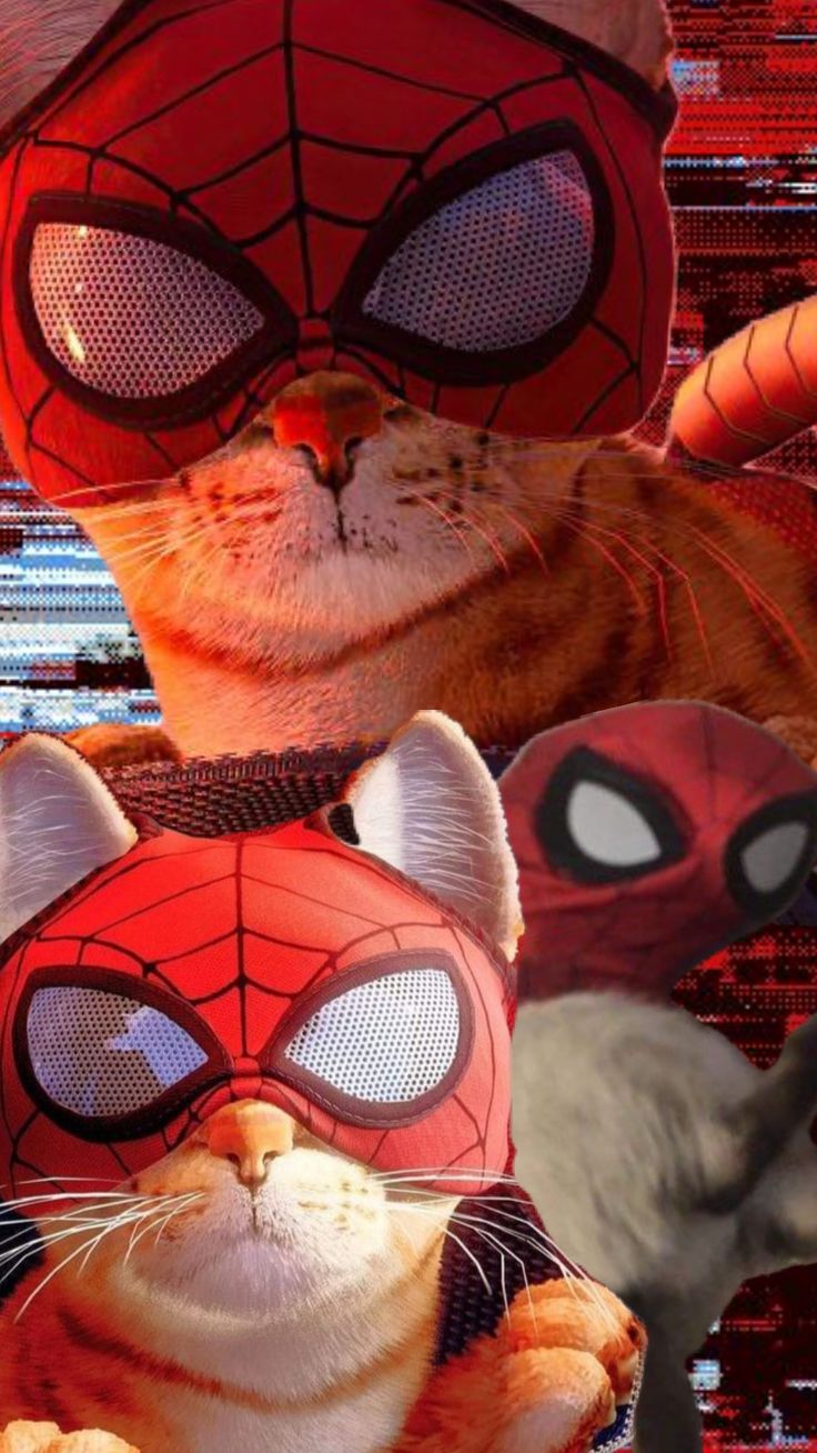 Spider-Cat Wallpapers - Wallpaper Cave