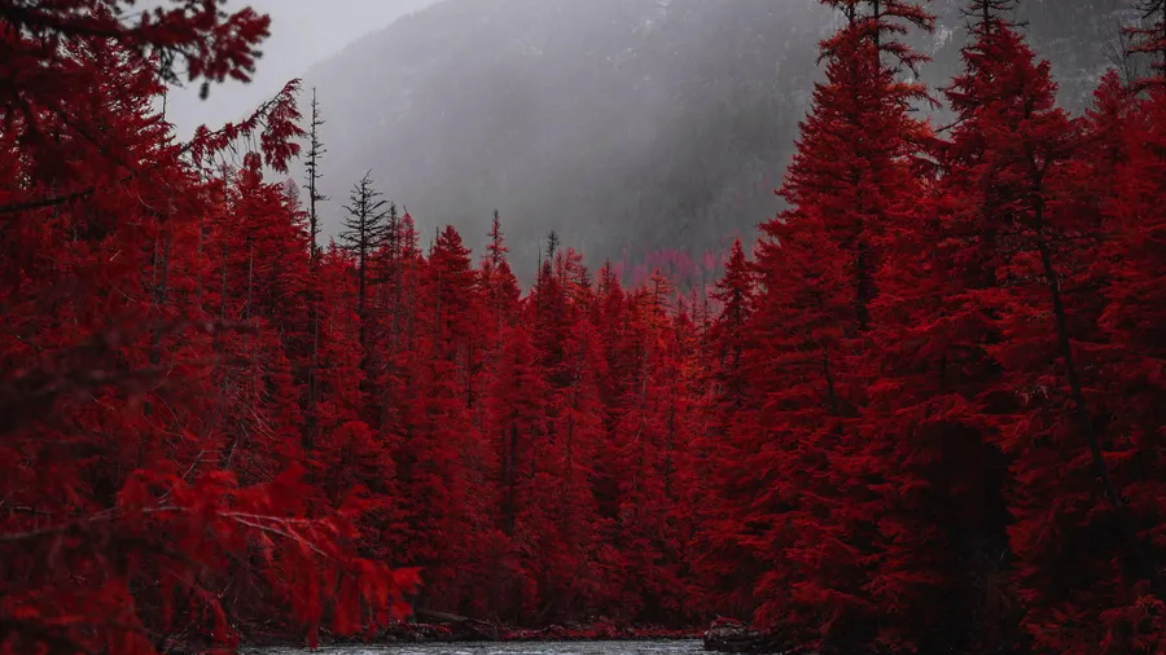 4k Forests Wallpapers - Wallpaper Cave