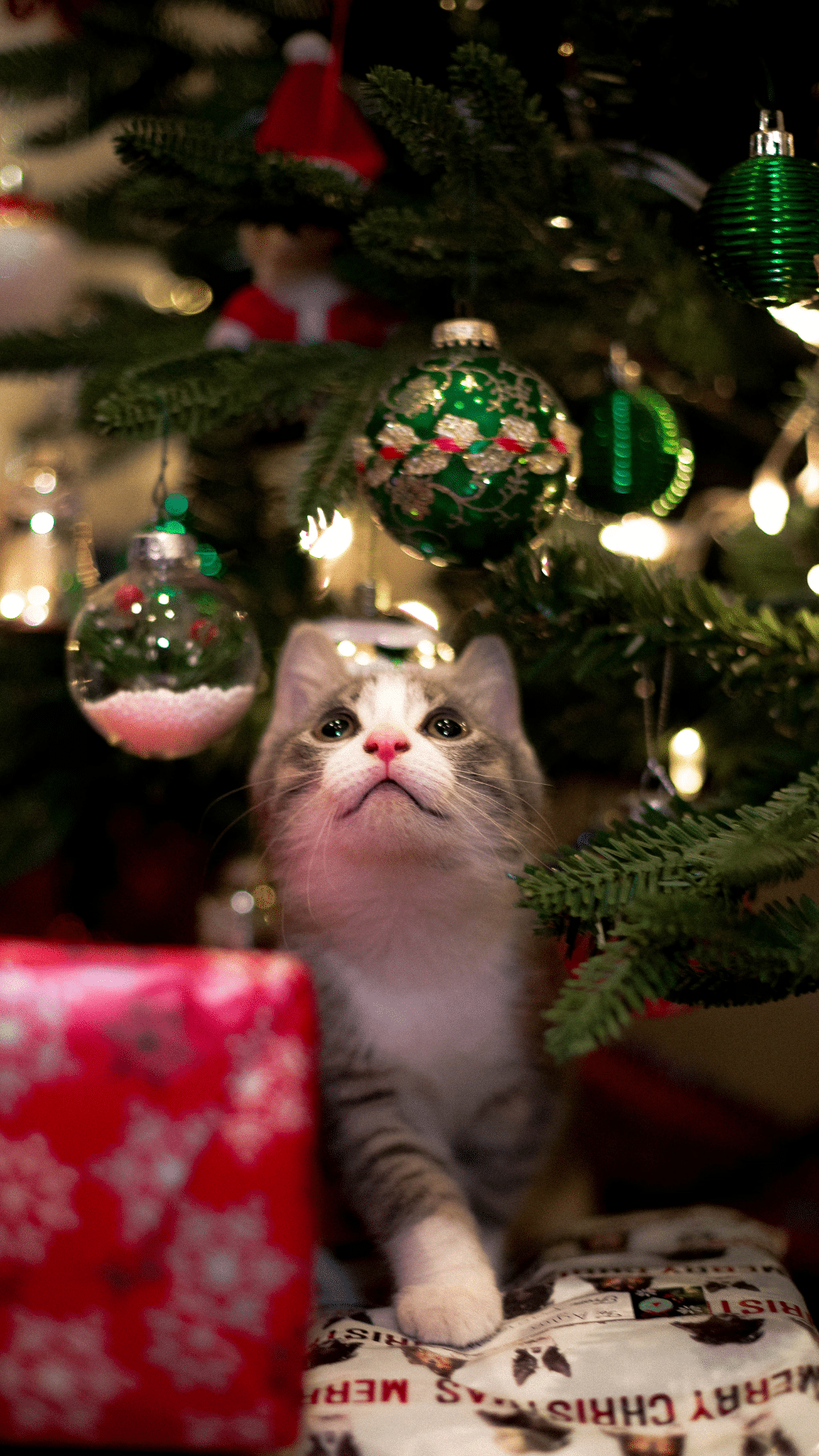 Cat Christmas Tree Wallpapers - Wallpaper Cave