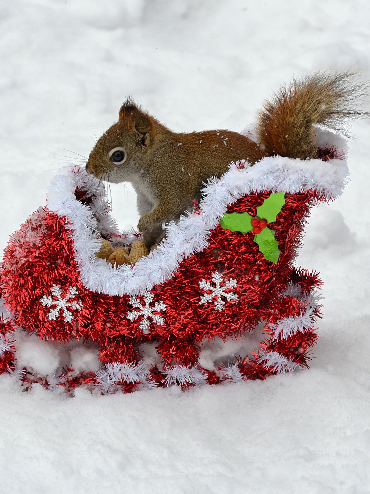 Christmas Squirrel Wallpapers - Wallpaper Cave