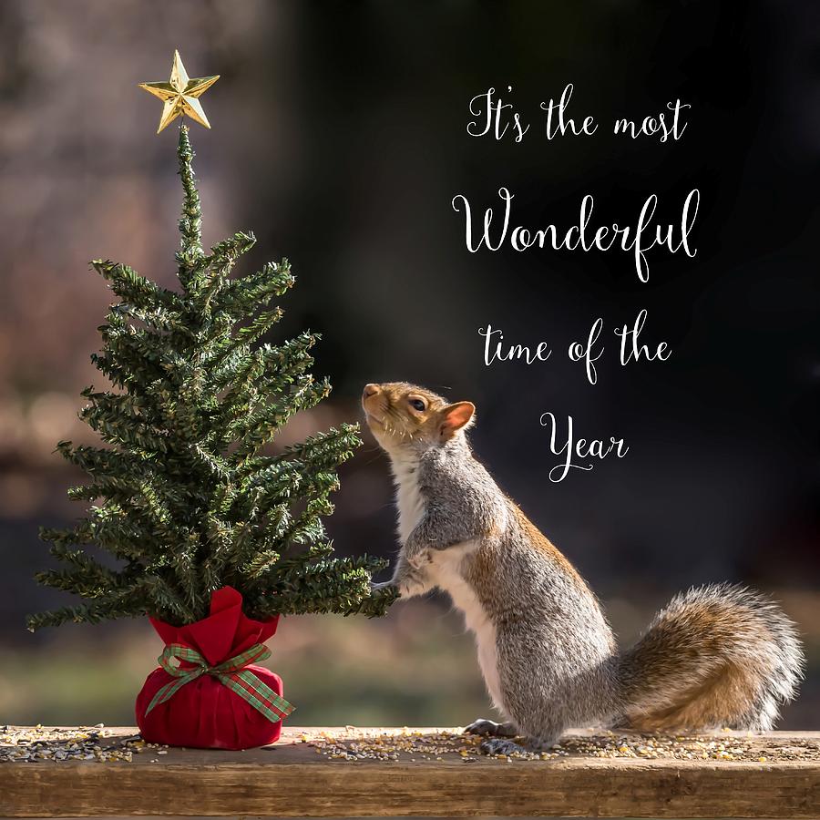 Christmas Squirrel Wallpapers - Wallpaper Cave