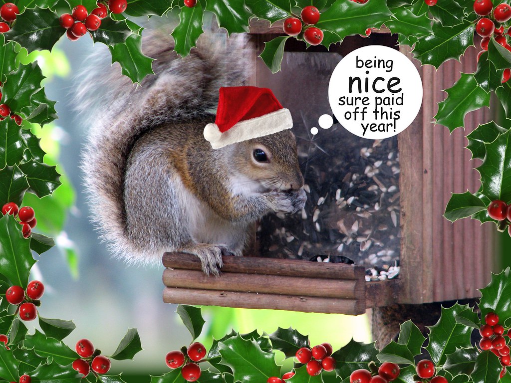 Christmas Squirrel Wallpapers - Wallpaper Cave