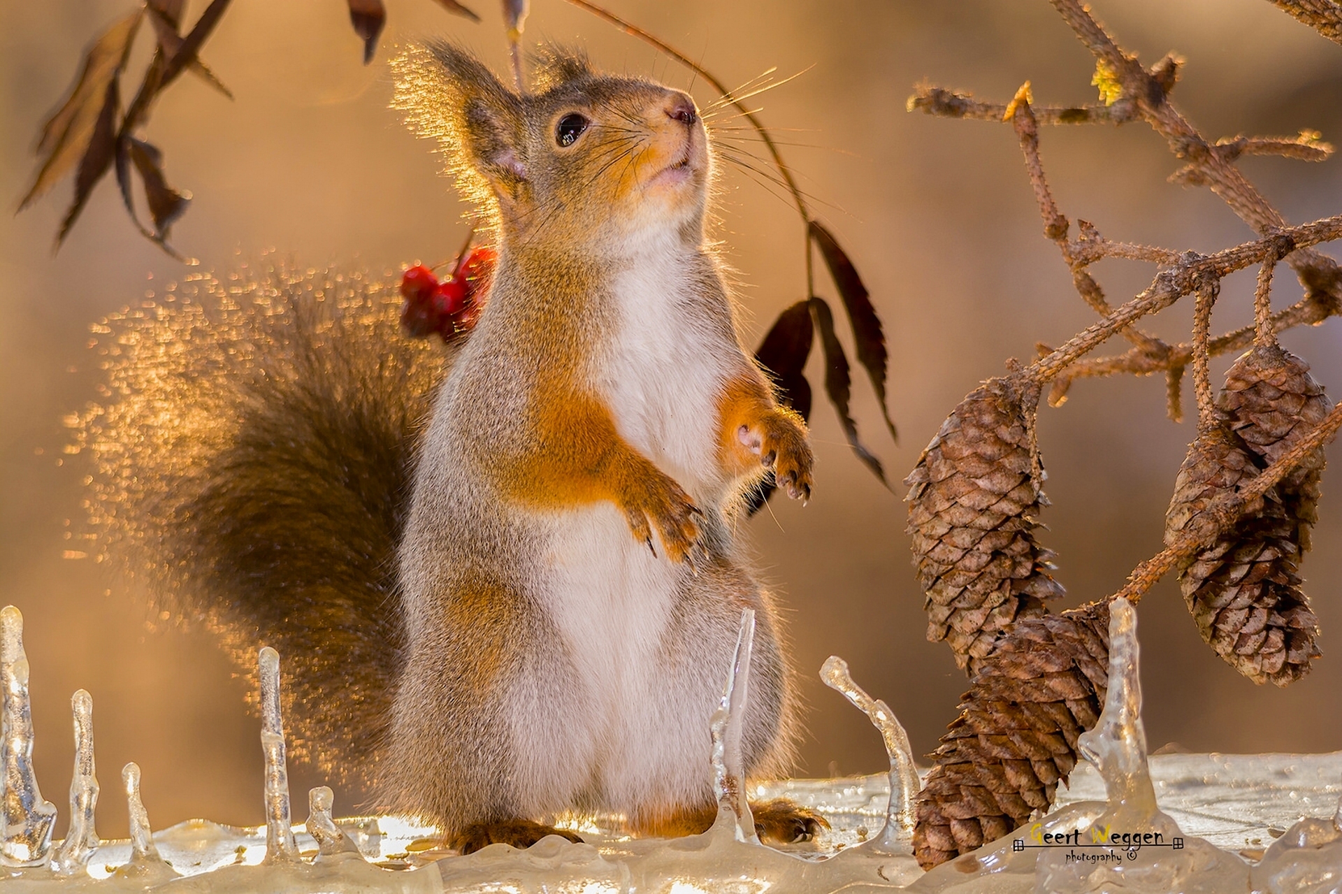Christmas Squirrel Wallpapers - Wallpaper Cave