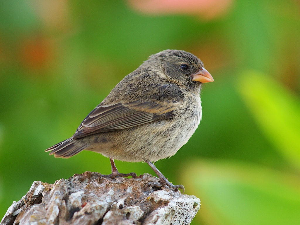 Small Tree Finch Wallpapers - Wallpaper Cave