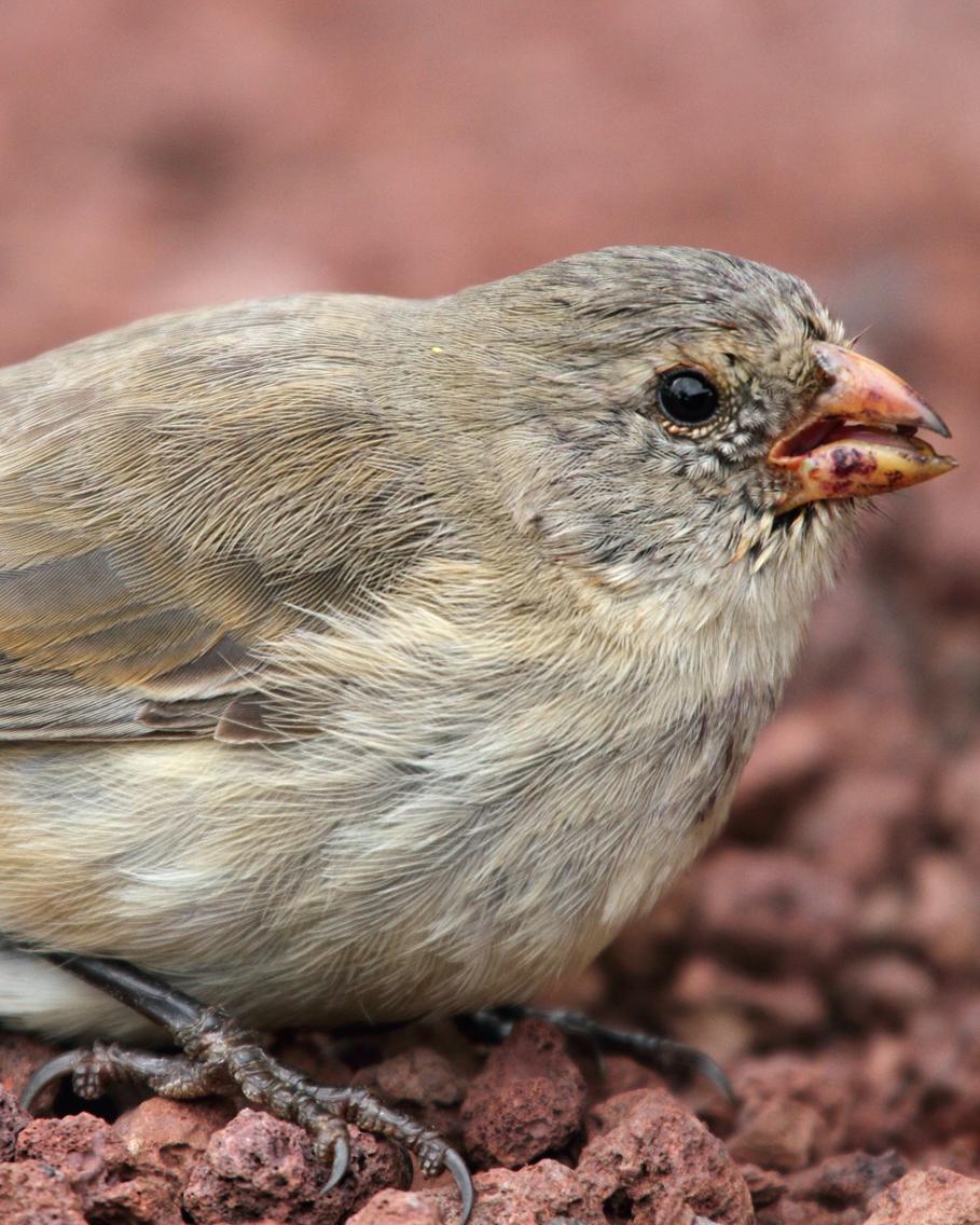 Small Tree Finch Wallpapers - Wallpaper Cave