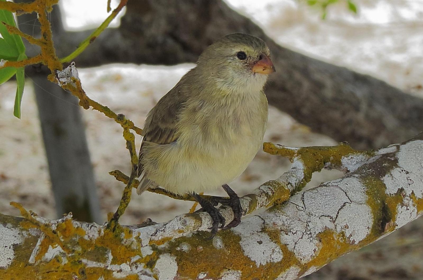 Small Tree Finch Wallpapers - Wallpaper Cave