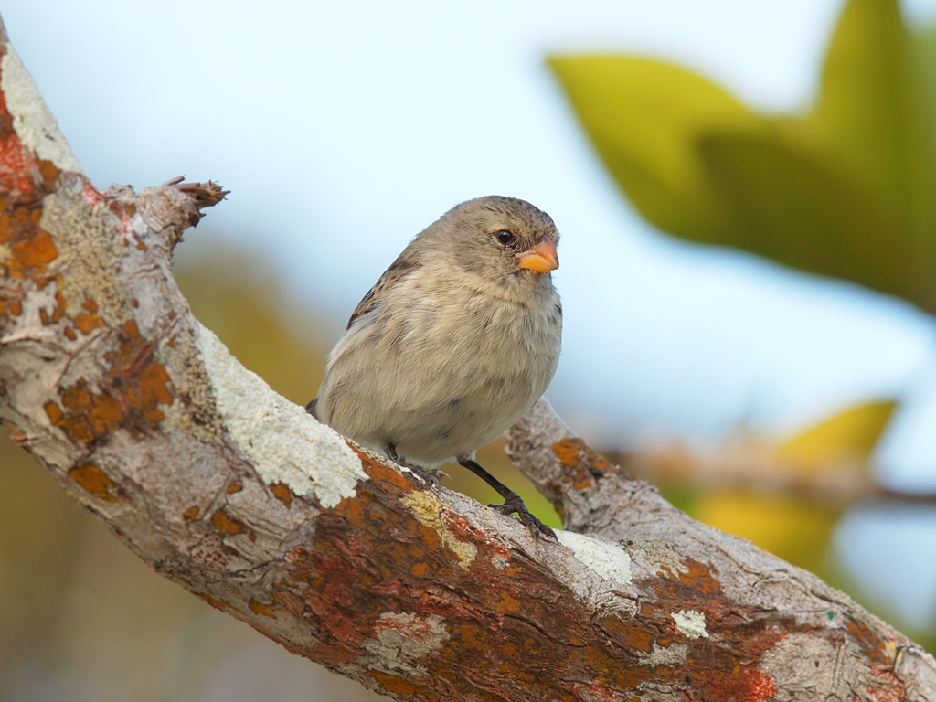Small Tree Finch Wallpapers - Wallpaper Cave