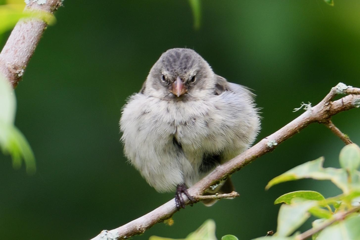 Small Tree Finch Wallpapers - Wallpaper Cave
