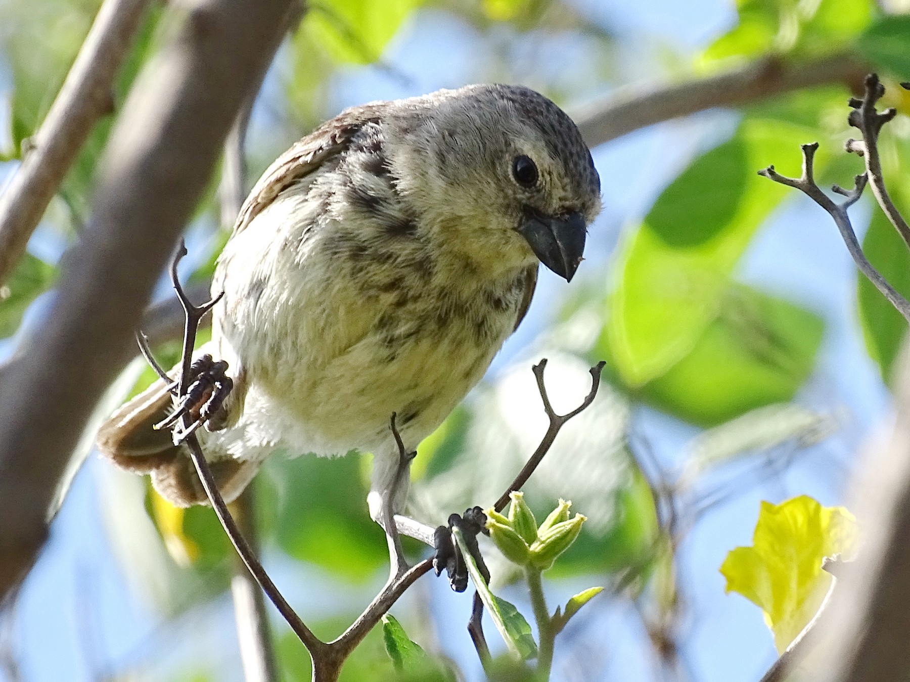 Small Tree Finch Wallpapers - Wallpaper Cave