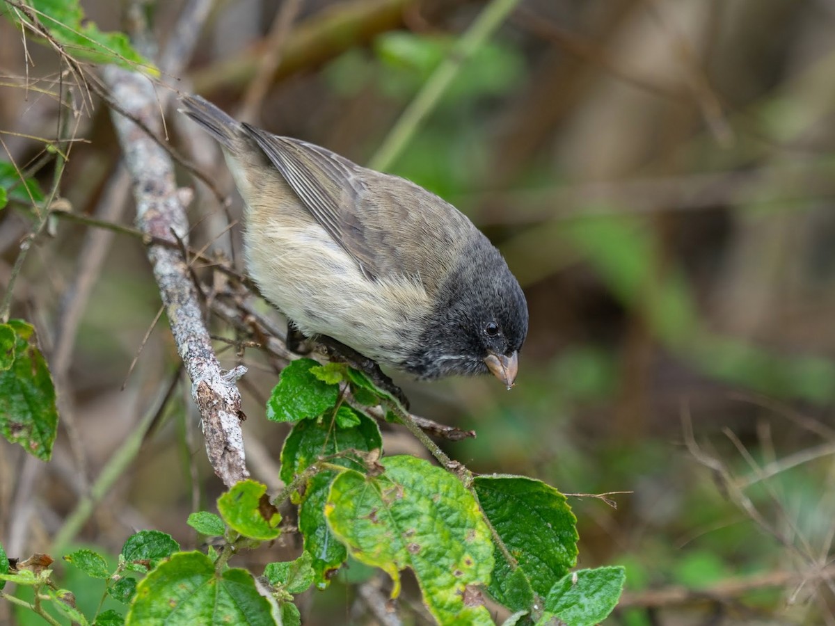 Small Tree Finch Wallpapers - Wallpaper Cave