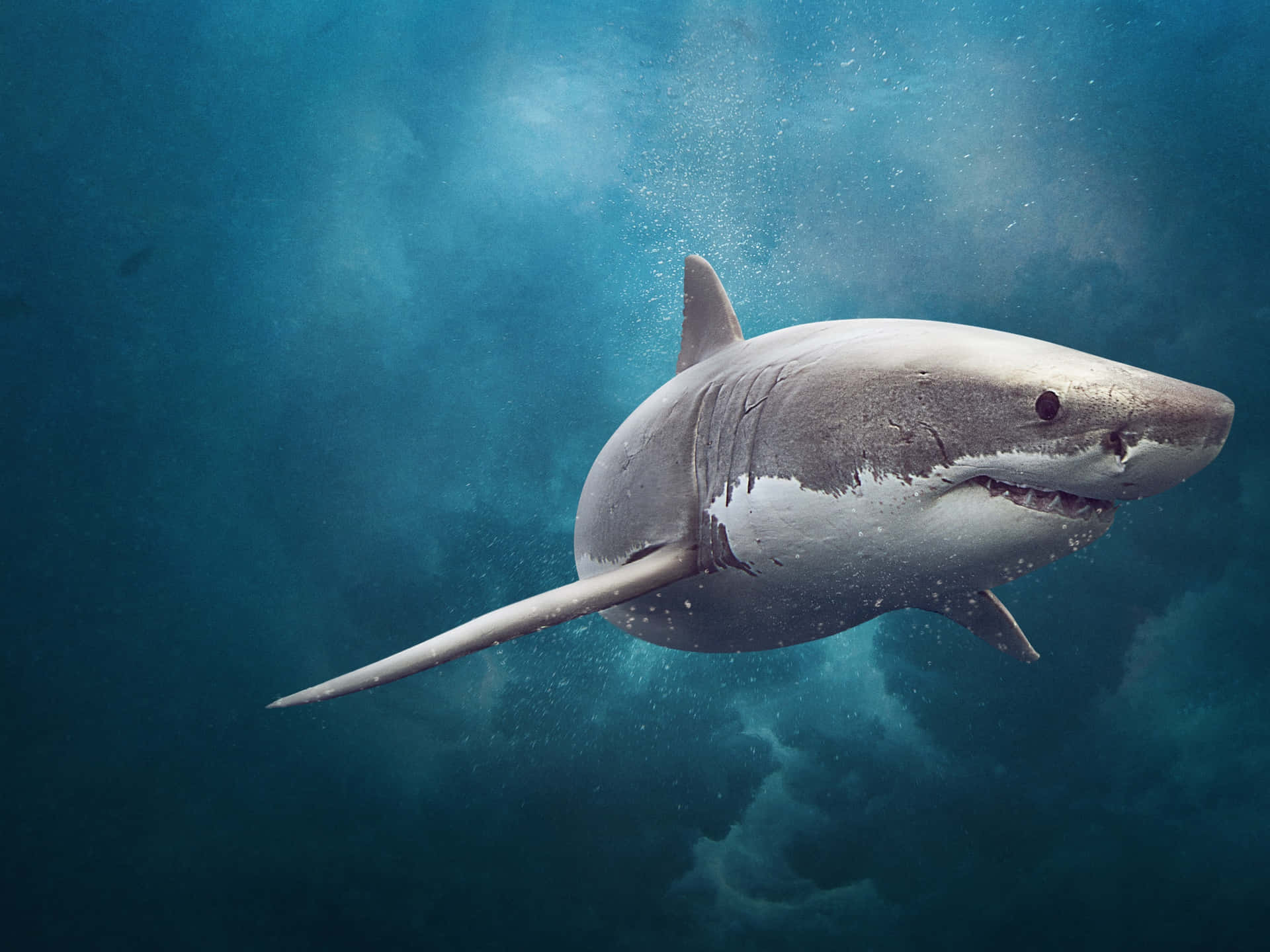 Ocean Predators Wallpapers - Wallpaper Cave