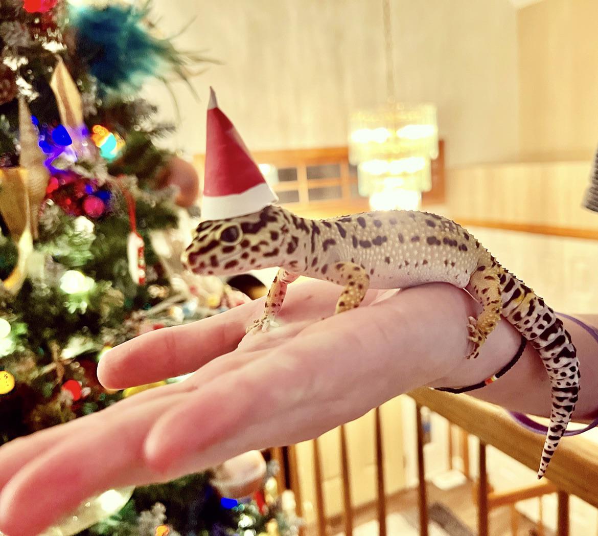 Christmas Gecko Wallpapers - Wallpaper Cave
