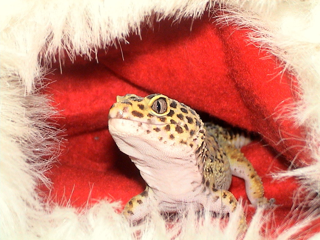 Christmas Gecko Wallpapers - Wallpaper Cave