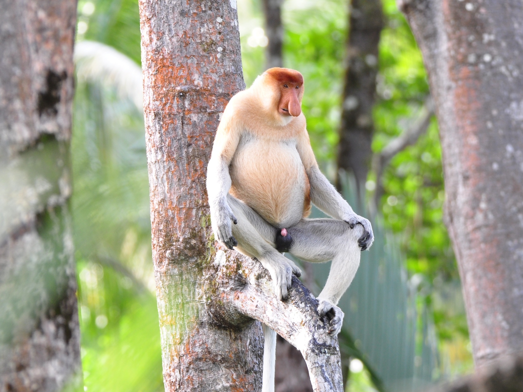 Proboscis Wallpapers - Wallpaper Cave