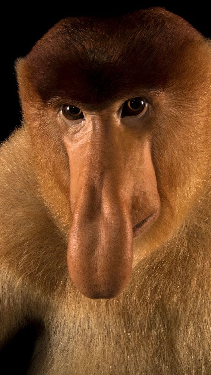 Proboscis Wallpapers - Wallpaper Cave