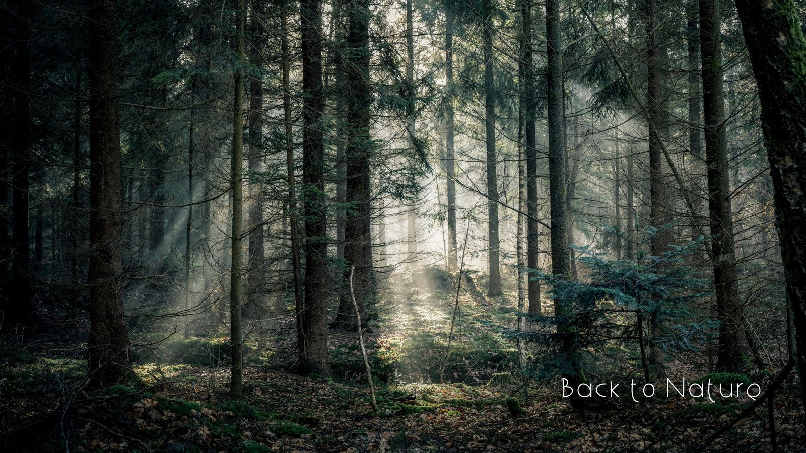 Forest Clearing Wallpapers - Wallpaper Cave