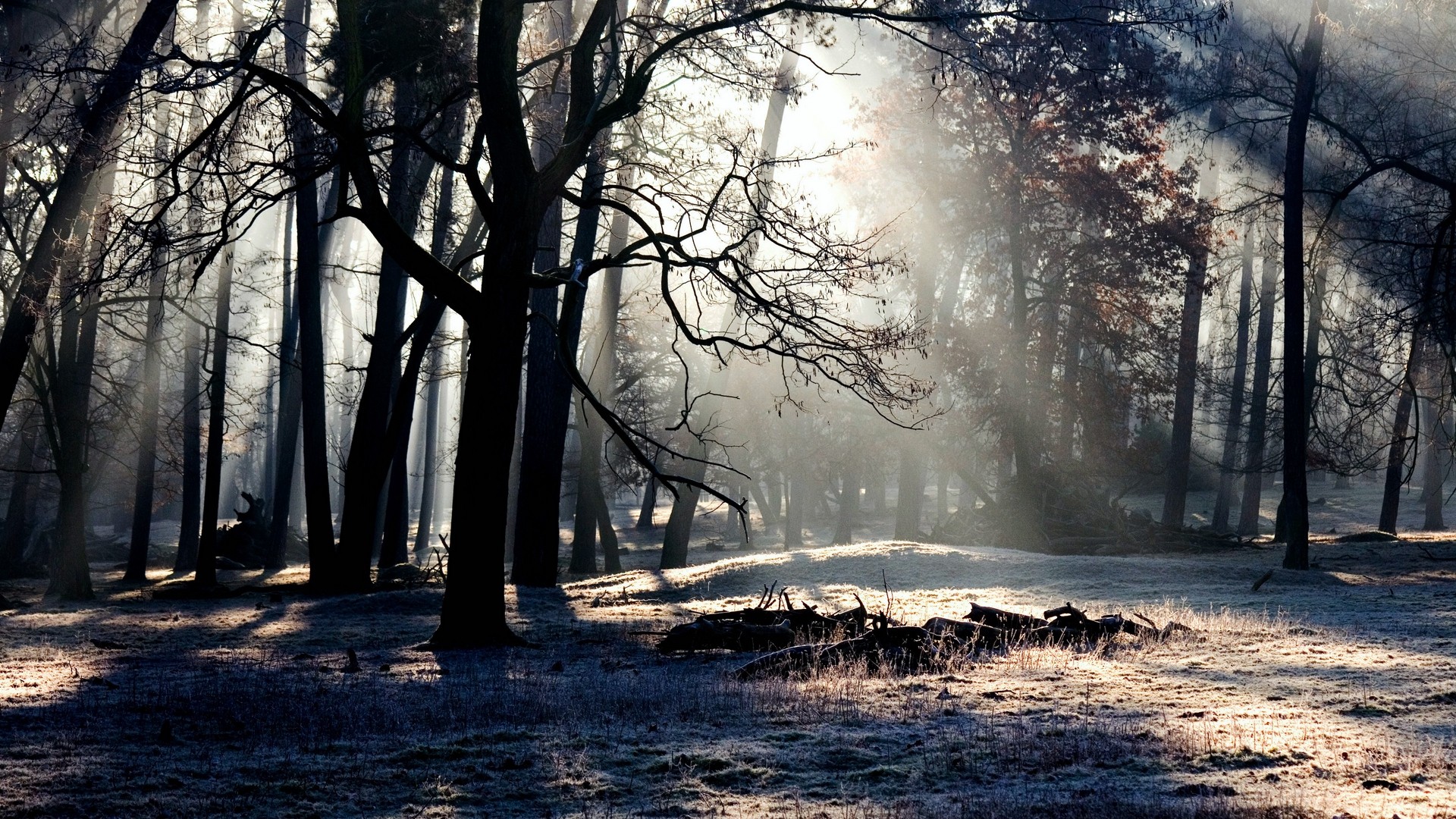 Tree Shadow Wallpapers - Wallpaper Cave