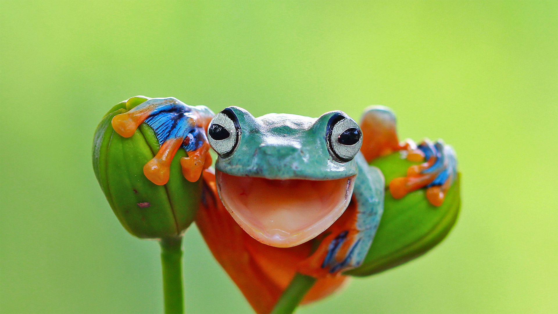 Frog Wallpapers - Wallpaper Cave
