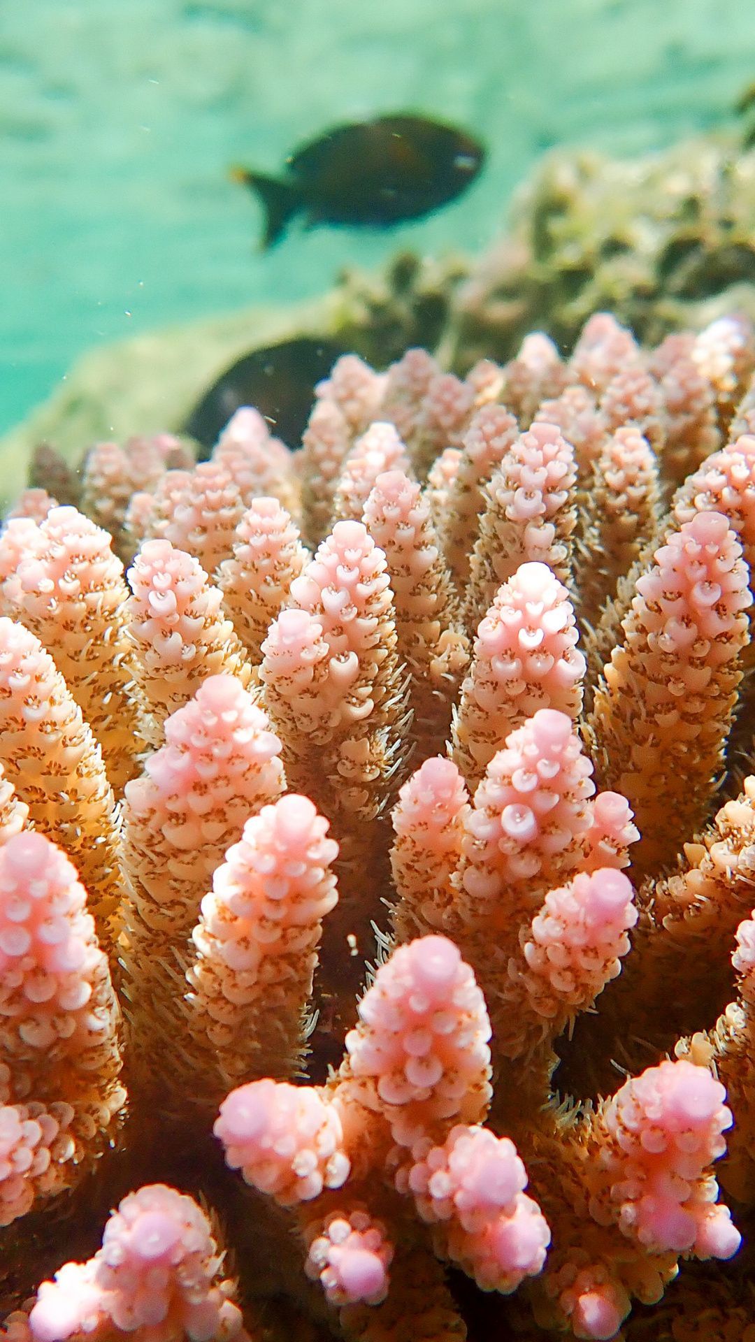 Sea Coral Wallpapers - Wallpaper Cave