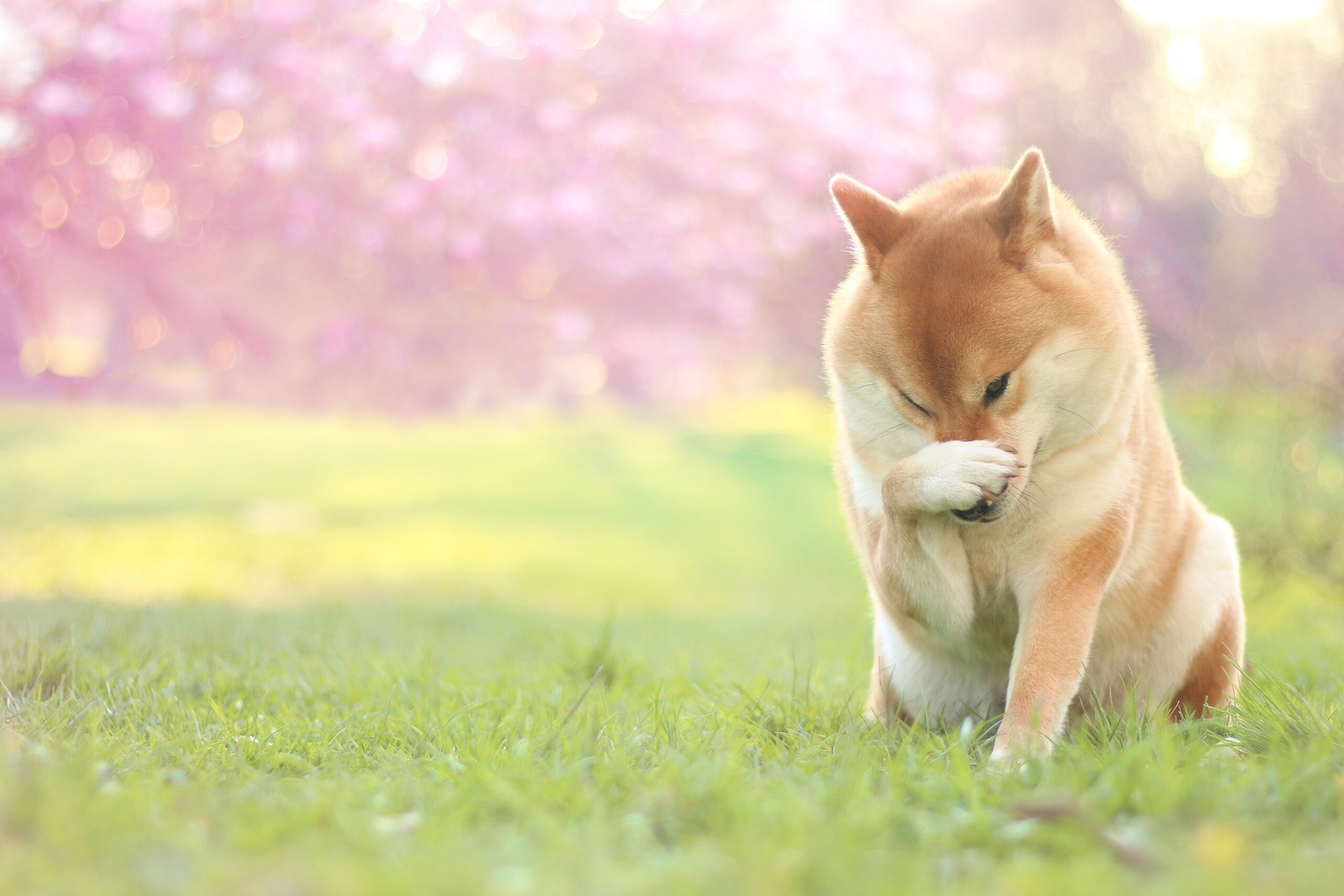 Shiba Wallpaper