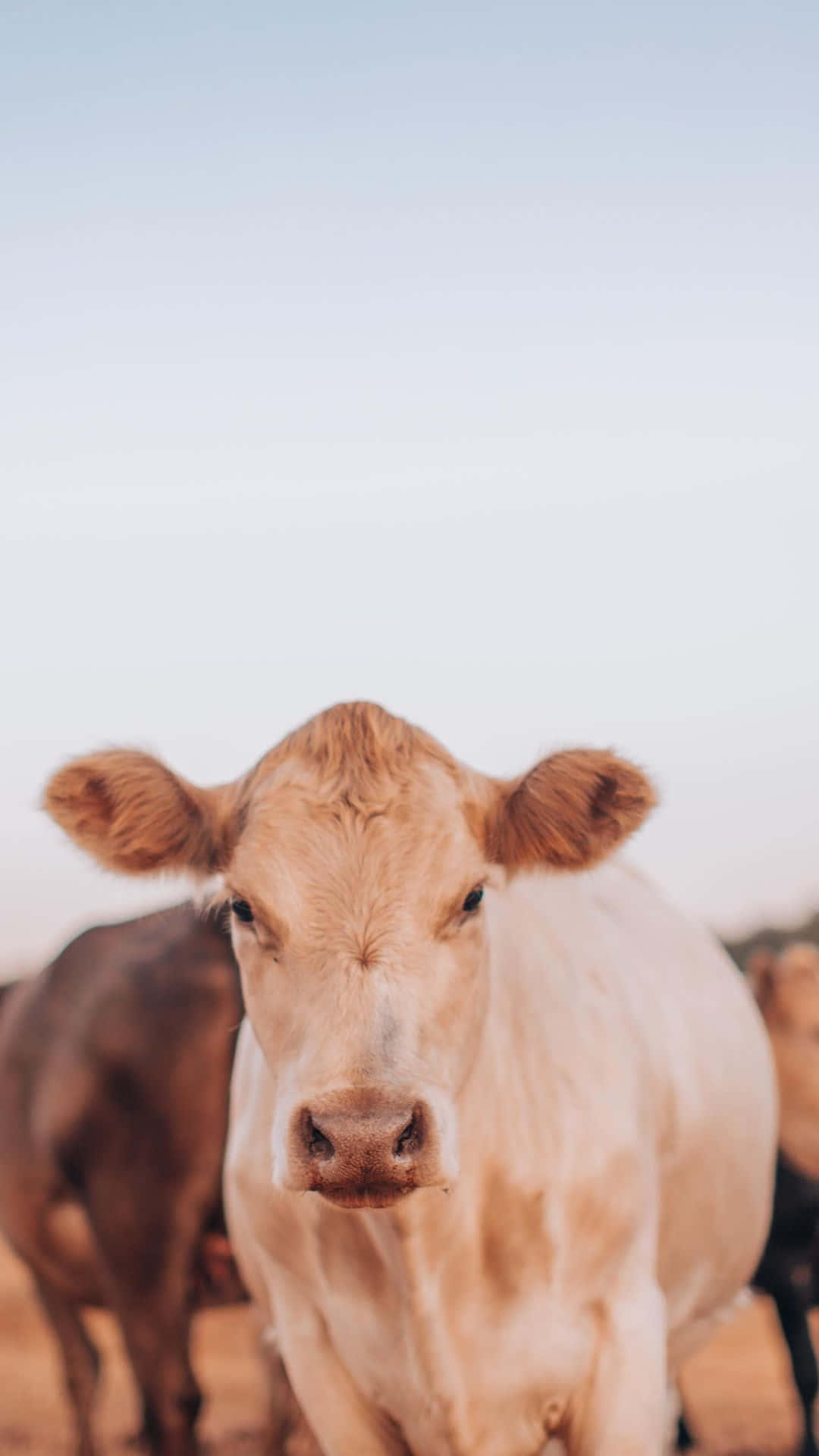 iPhone Cow Wallpapers - Wallpaper Cave